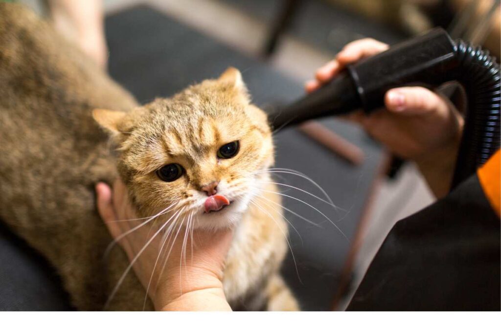 400+ Pet Grooming Salon Name Ideas for Your Good Business
