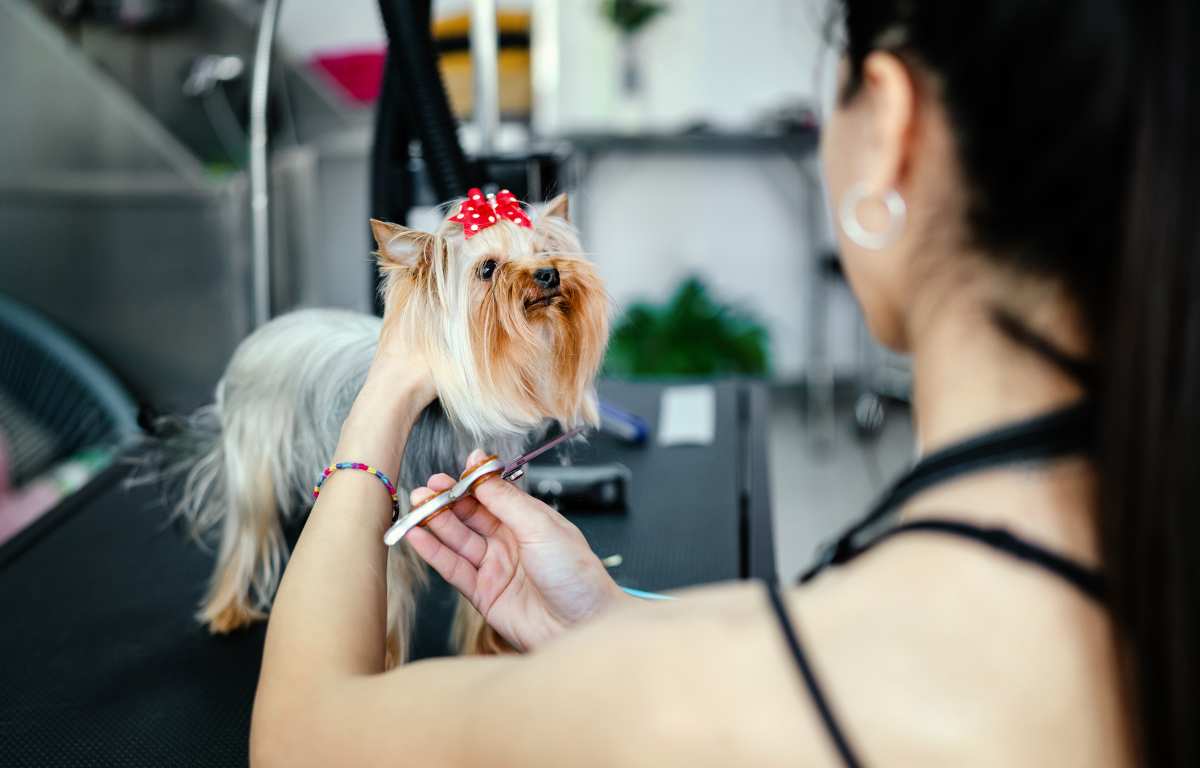 400+ Pet Grooming Salon Name Ideas for Your Good Business