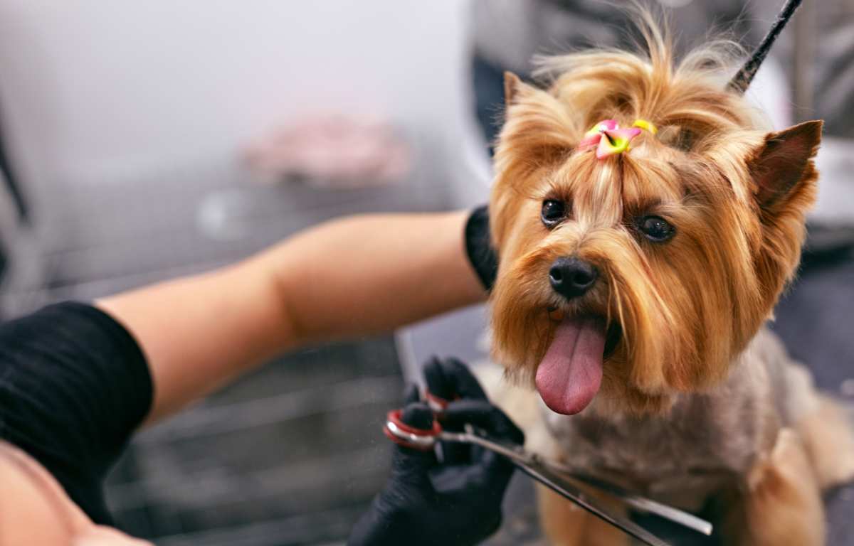 400+ Pet Grooming Salon Name Ideas for Your Good Business