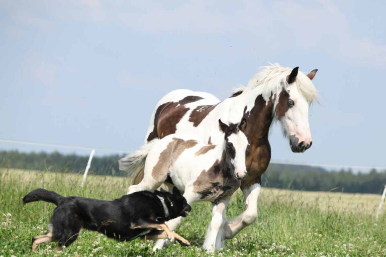 450 Powerful Female Horse Names Packed with Meaning