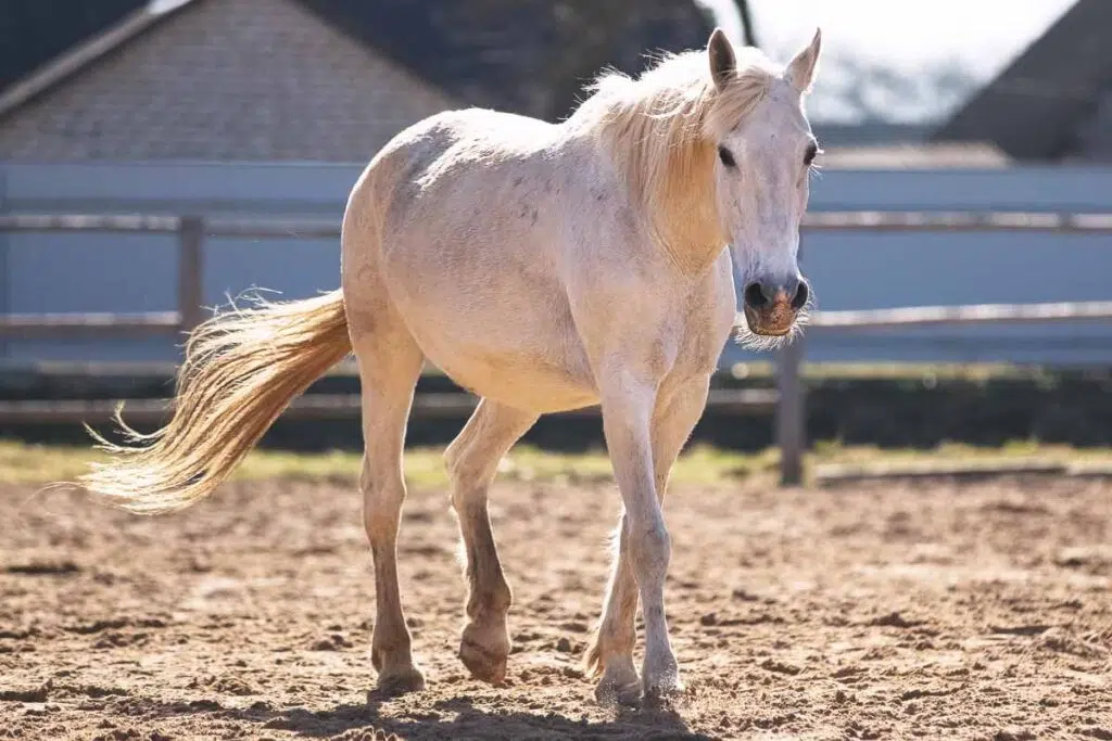 450 Powerful Female Horse Names Packed with Meaning